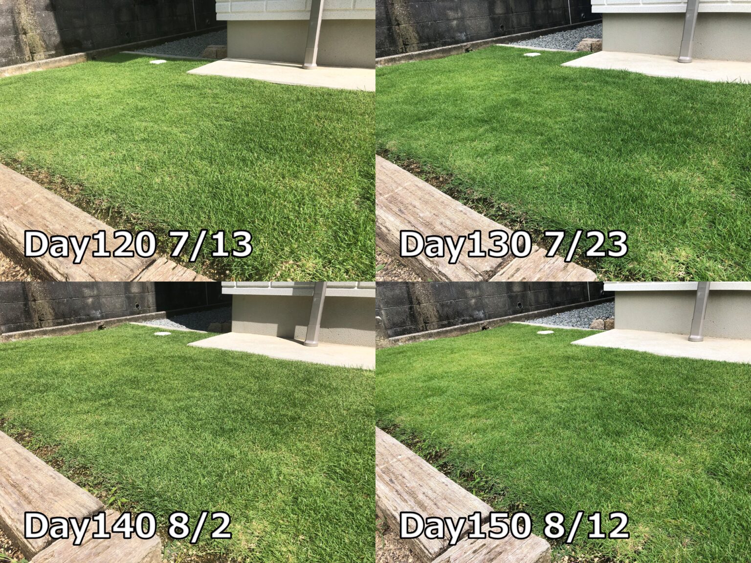 TM9芝張り後の成長記録＠5ヵ月目の芝生はどれぐらい育つのか | 雑木と芝生の庭DIY
