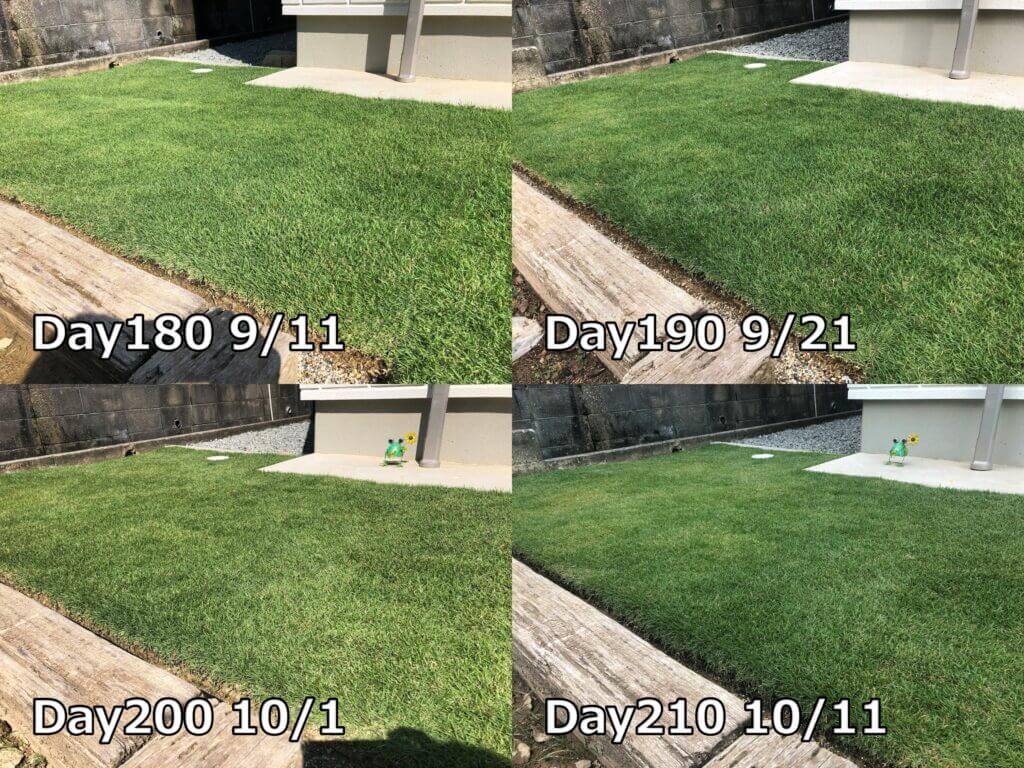 TM9芝張り後の成長記録＠8ヵ月目の芝生はどれぐらい育つのか | 雑木と芝生の庭DIY