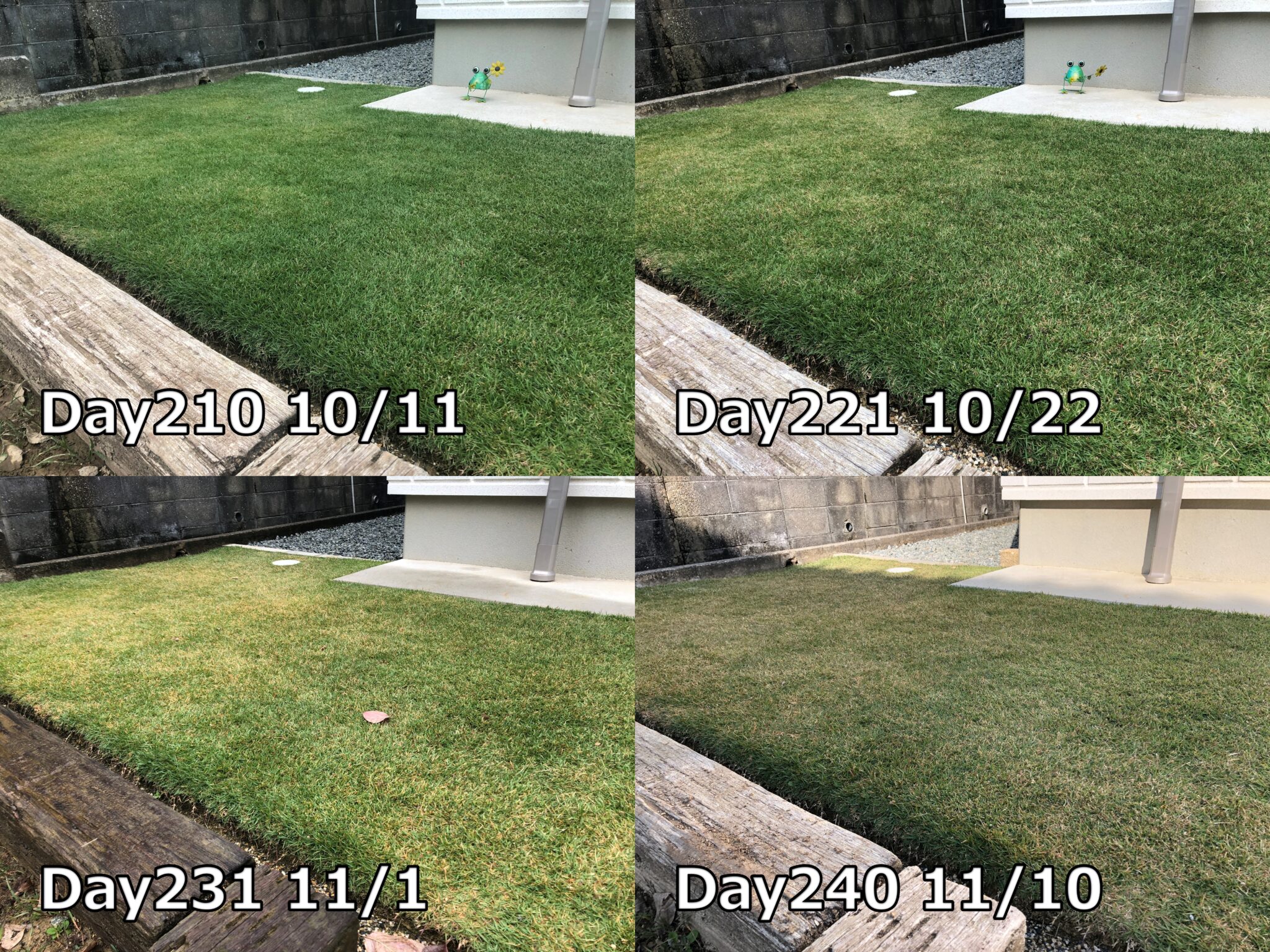 TM9芝張り後の成長記録＠8ヵ月目の芝生はどれぐらい育つのか | 雑木と芝生の庭DIY