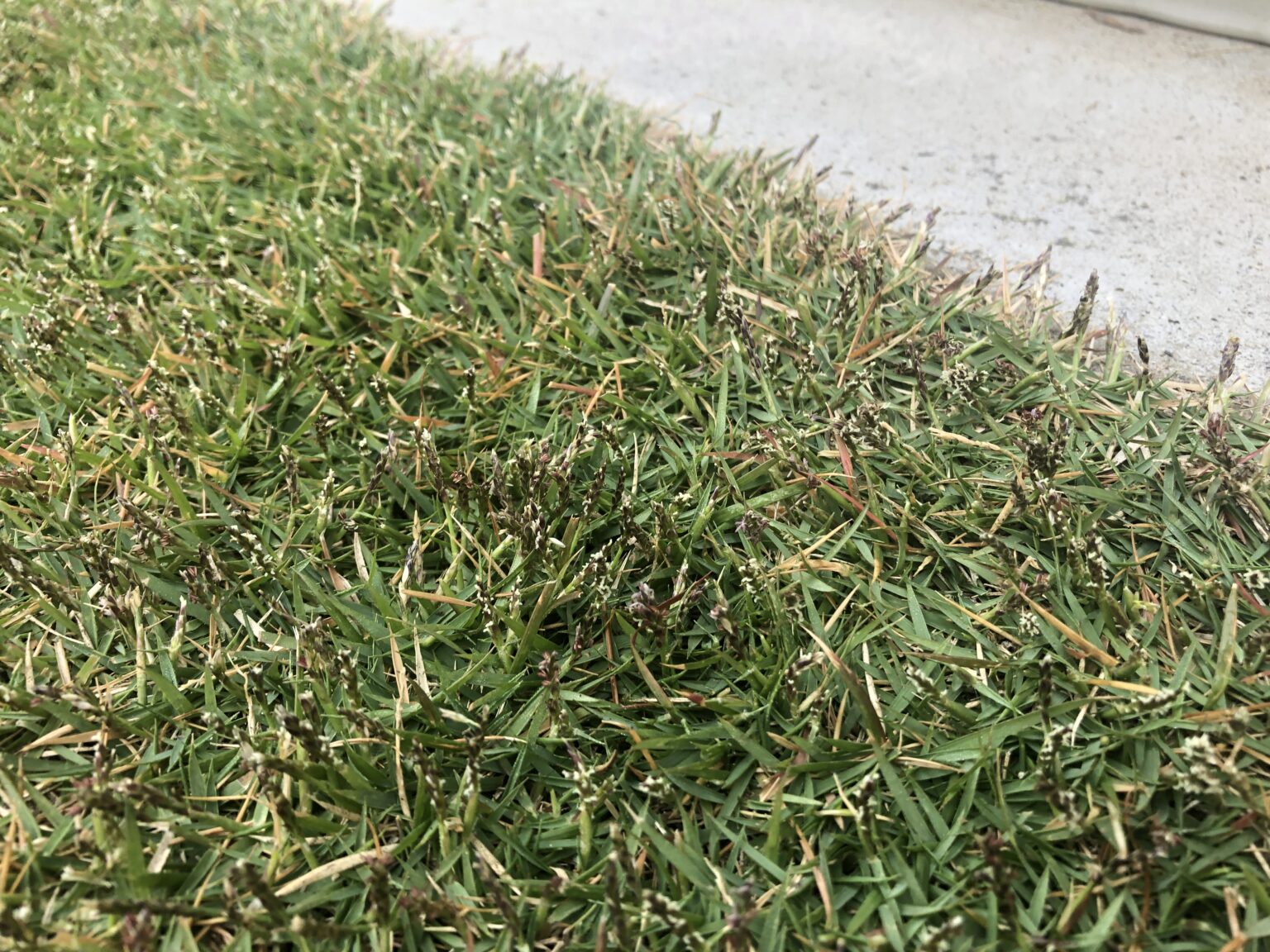 TM9芝張り後の成長記録＠8ヵ月目の芝生はどれぐらい育つのか | 雑木と芝生の庭DIY