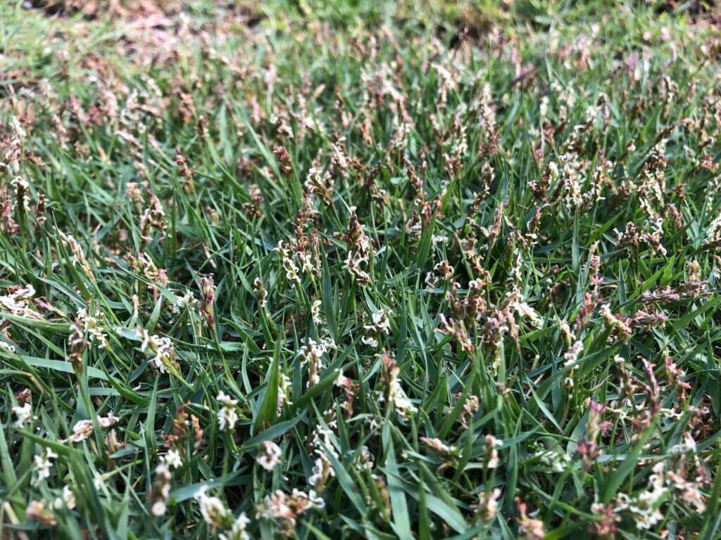 【完全版】TM9芝張り1年目のお手入れ内容と成長記録まとめ | 雑木と芝生の庭DIY