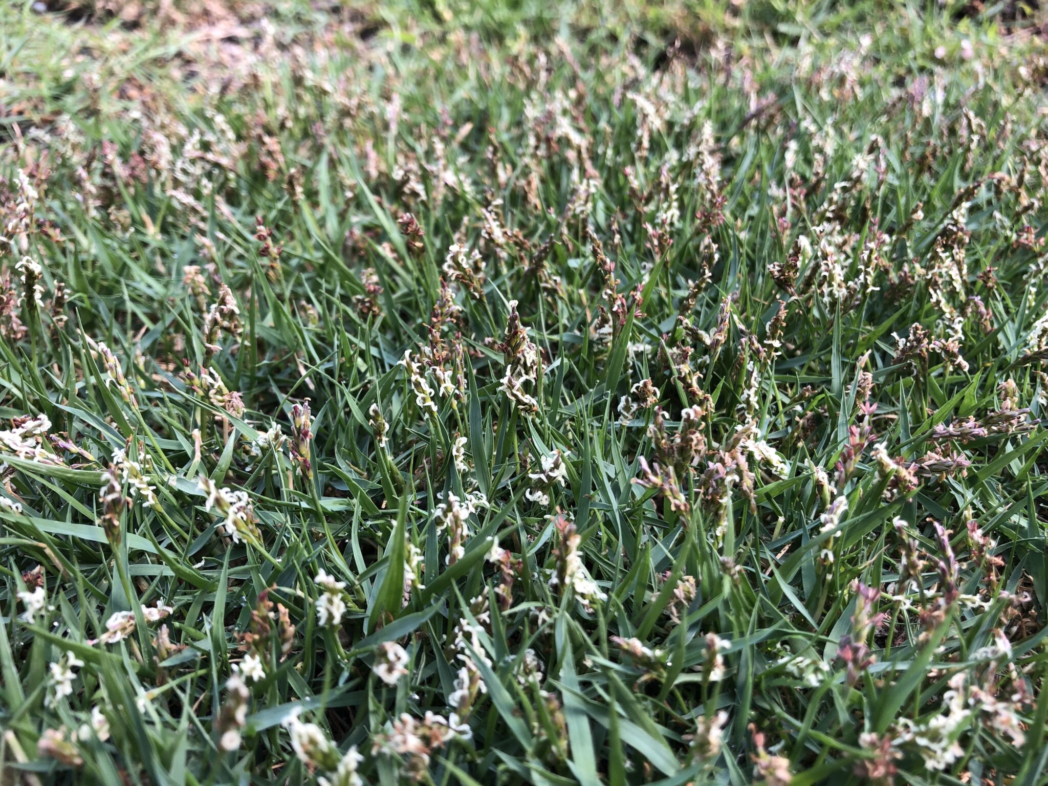 【完全版】TM9芝張り1年目のお手入れ内容と成長記録まとめ | 雑木と芝生の庭DIY