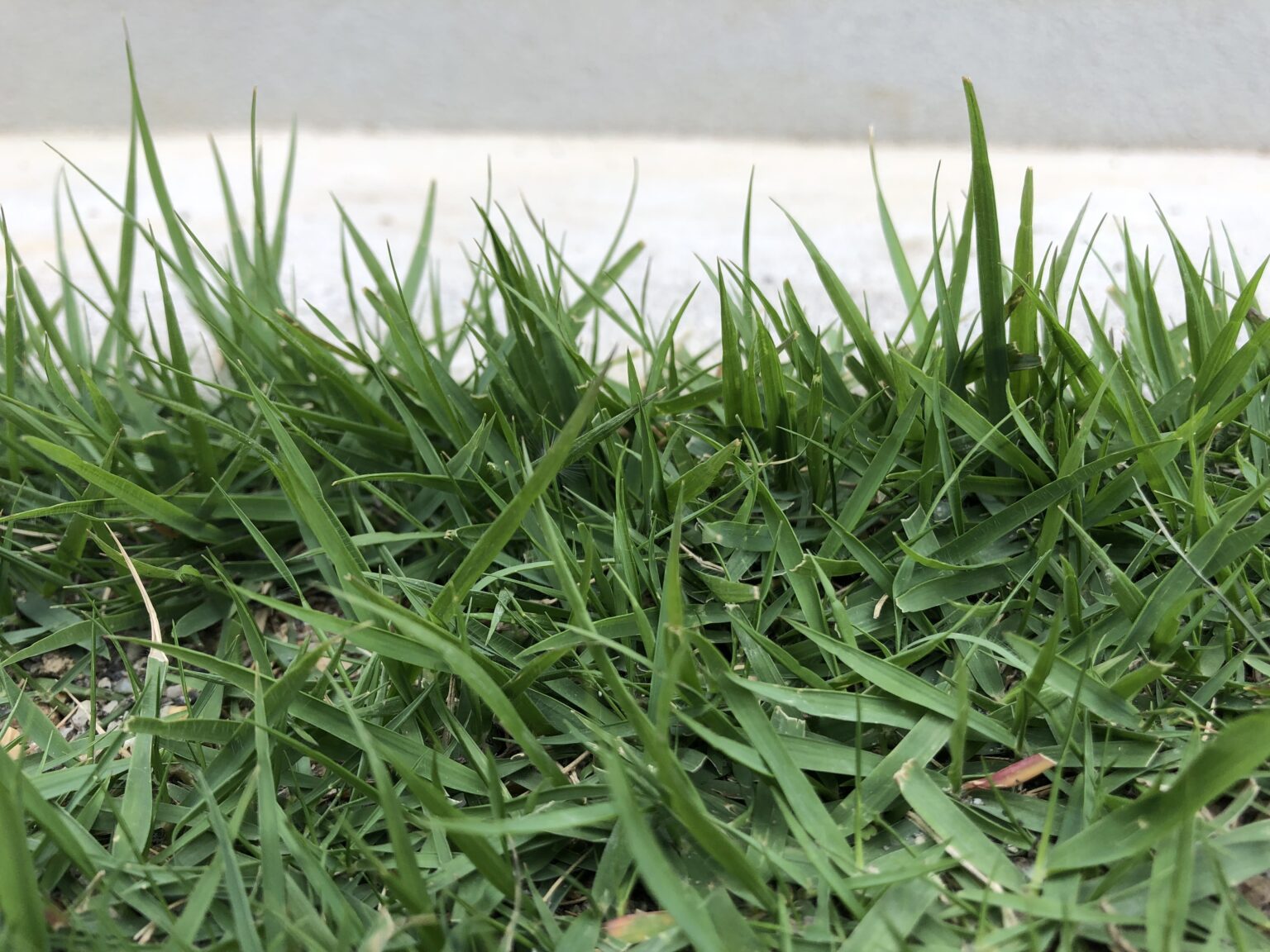 TM9が先祖返りするとどうなるのか【対策解説】 | 雑木と芝生の庭DIY