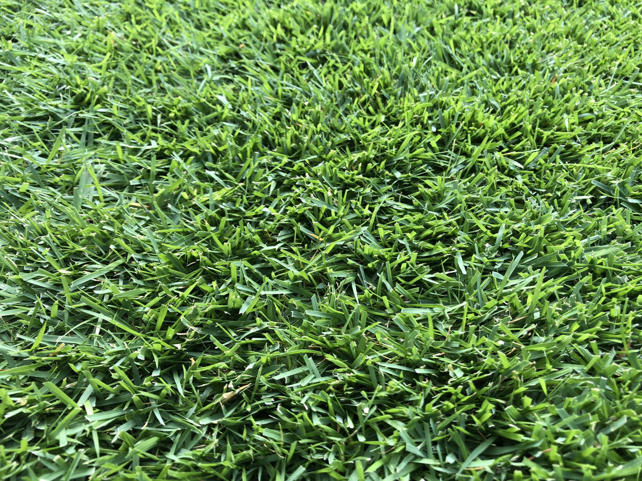 TM9が先祖返りするとどうなるのか【対策解説】 | 雑木と芝生の庭DIY