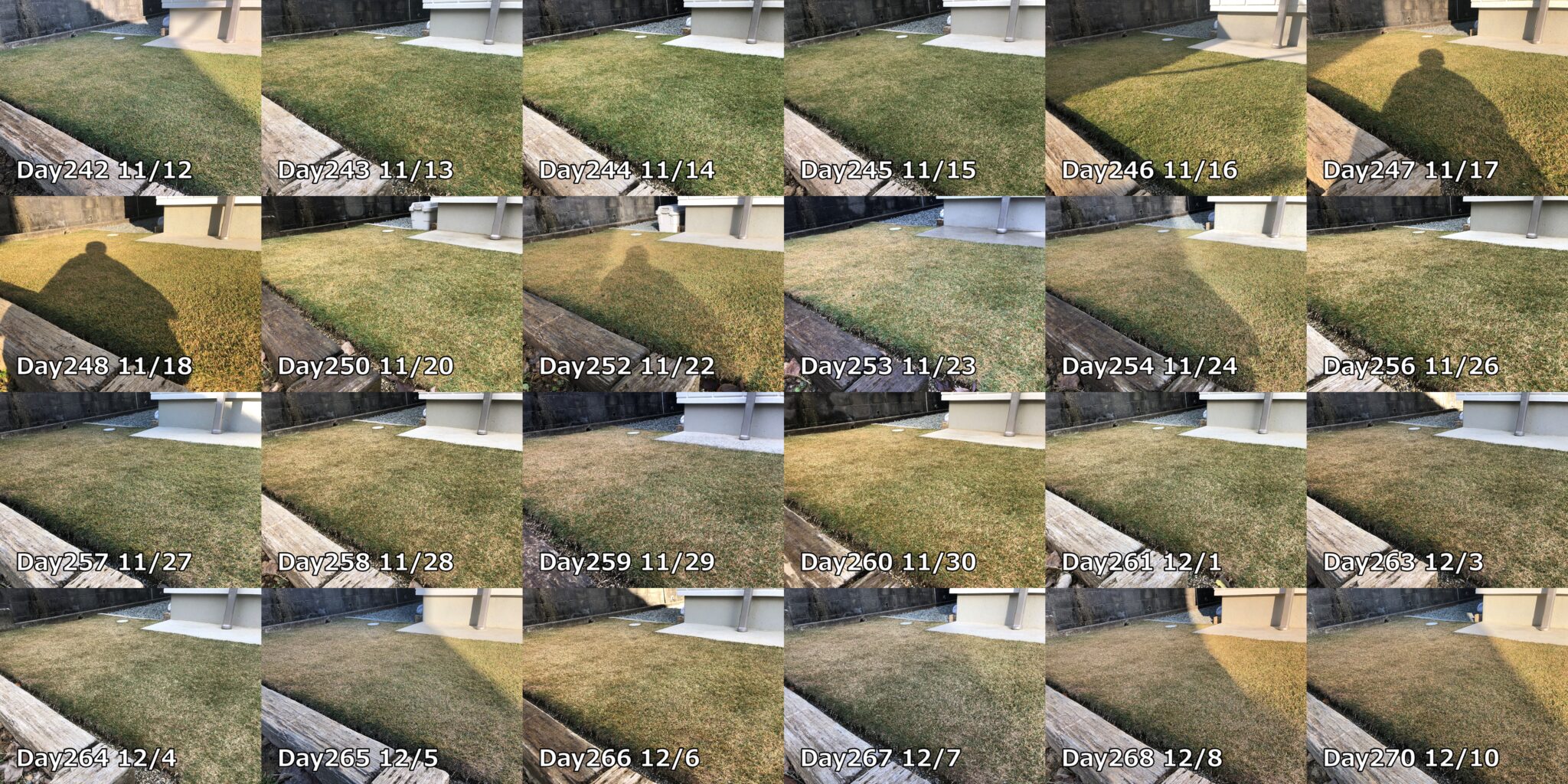 TM9芝張り後の成長記録＠9ヵ月目の芝生はどれぐらい育つのか | 雑木と芝生の庭DIY