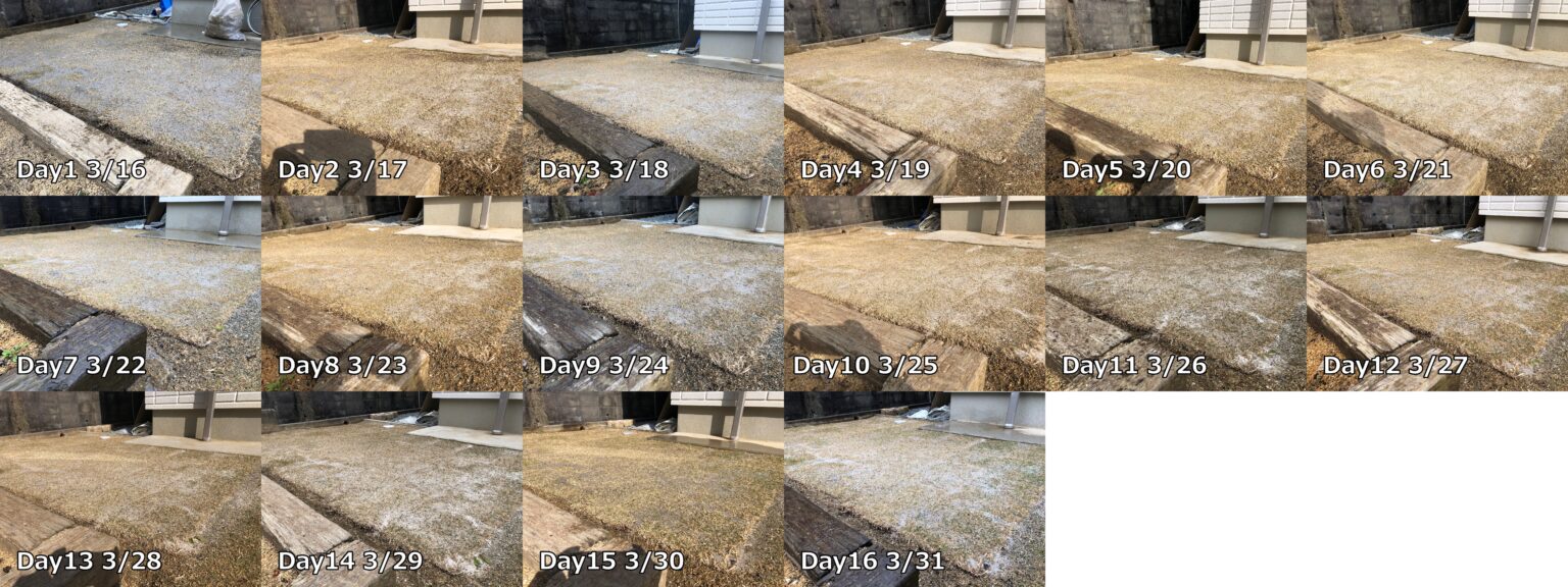 【完全版】TM9芝張り1年目のお手入れ内容と成長記録まとめ | 雑木と芝生の庭DIY