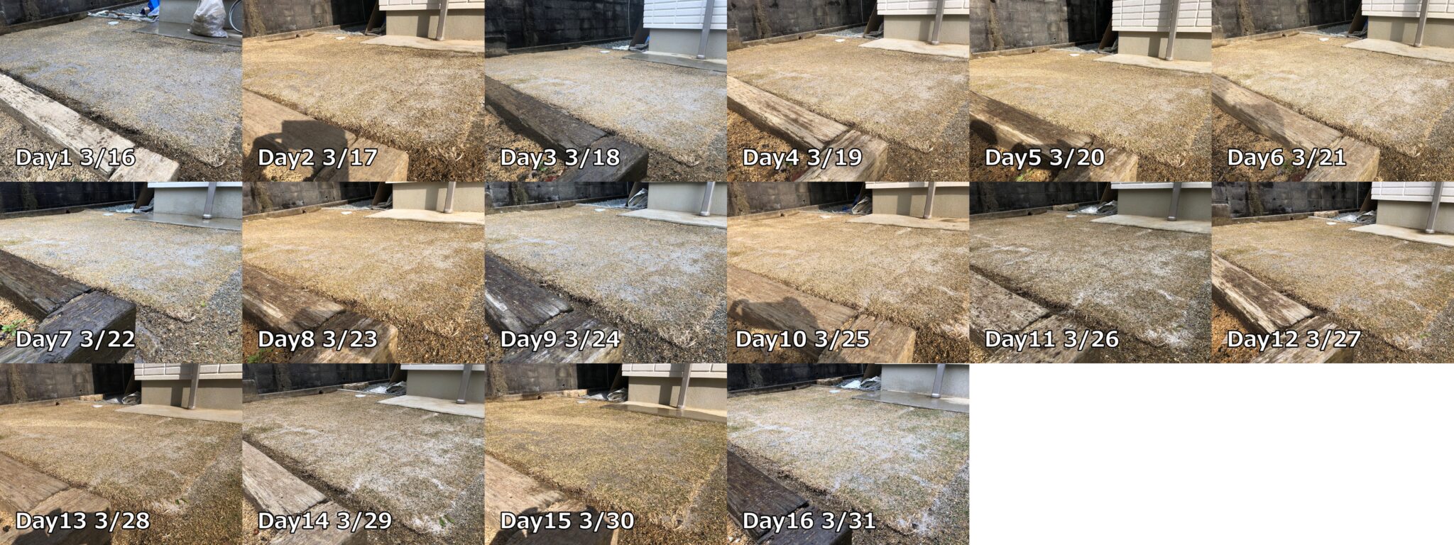 【完全版】TM9芝張り1年目のお手入れ内容と成長記録まとめ | 雑木と芝生の庭DIY