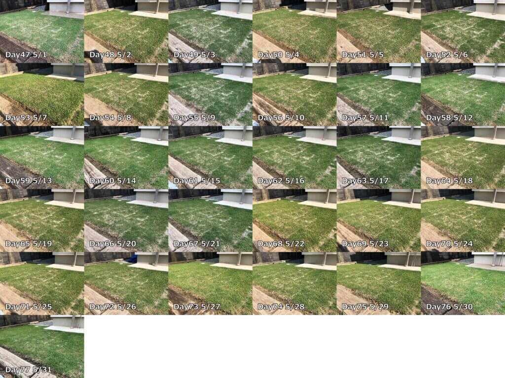 【完全版】TM9芝張り1年目のお手入れ内容と成長記録まとめ | 雑木と芝生の庭DIY