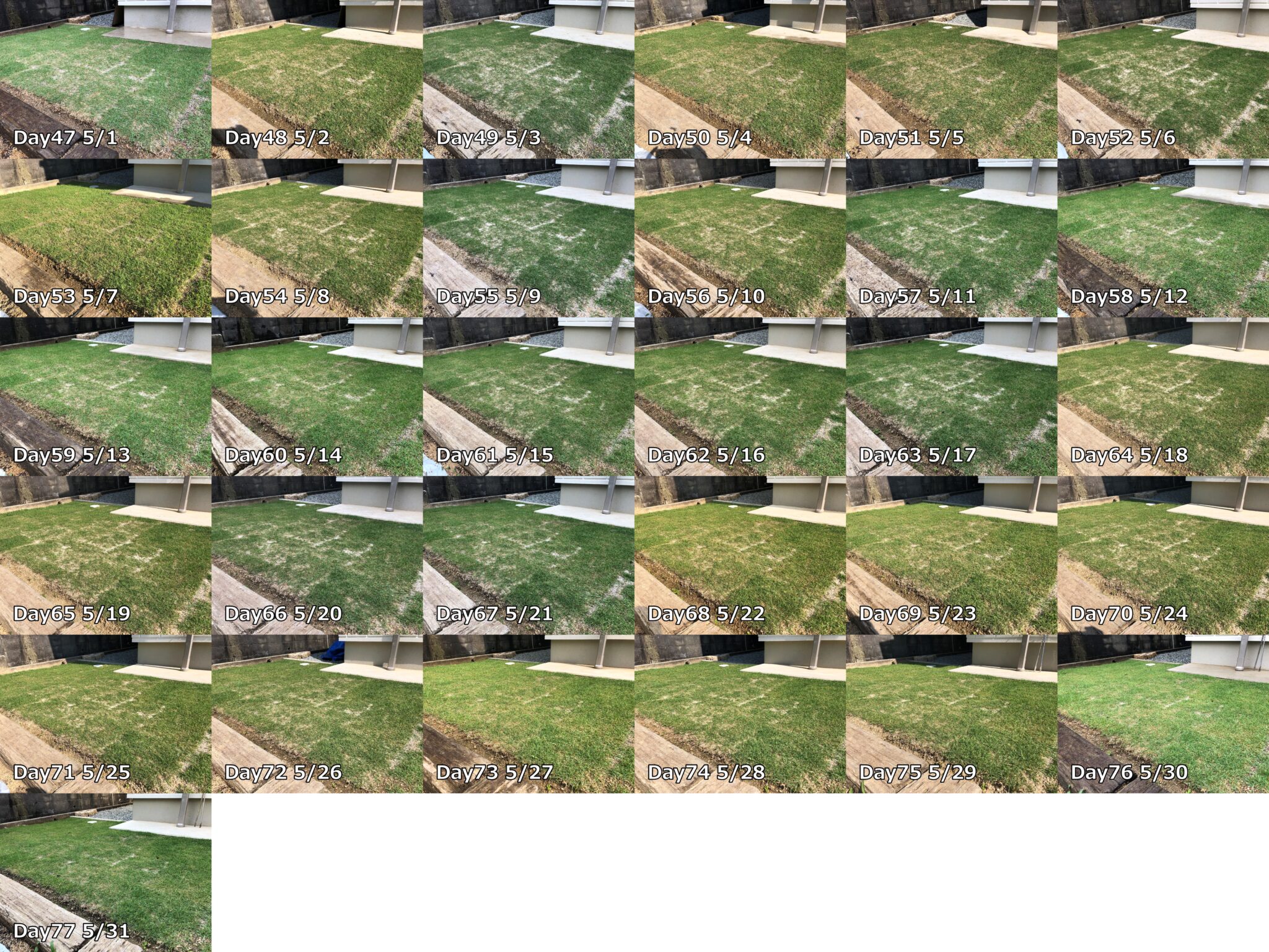 【完全版】TM9芝張り1年目のお手入れ内容と成長記録まとめ | 雑木と芝生の庭DIY