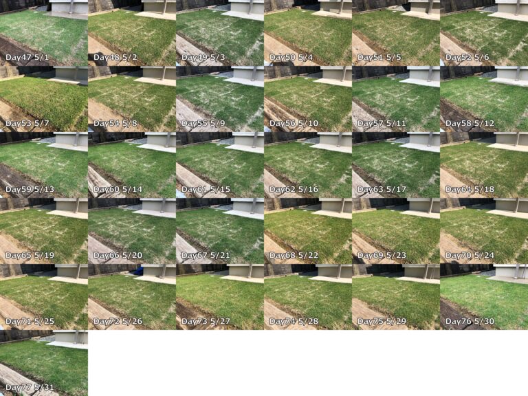 【完全版】TM9芝張り1年目のお手入れ内容と成長記録まとめ | 雑木と芝生の庭DIY