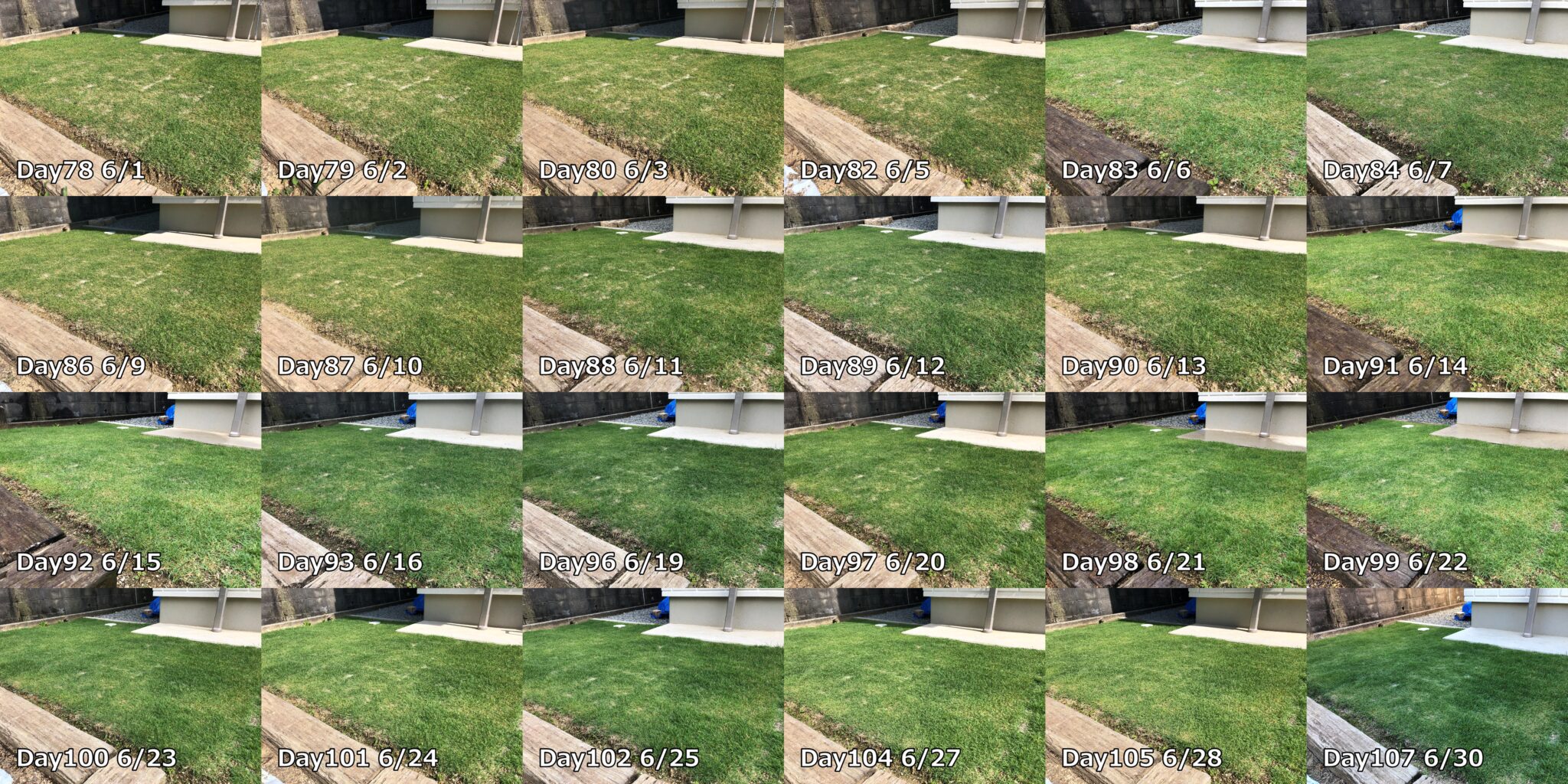 【完全版】TM9芝張り1年目のお手入れ内容と成長記録まとめ | 雑木と芝生の庭DIY